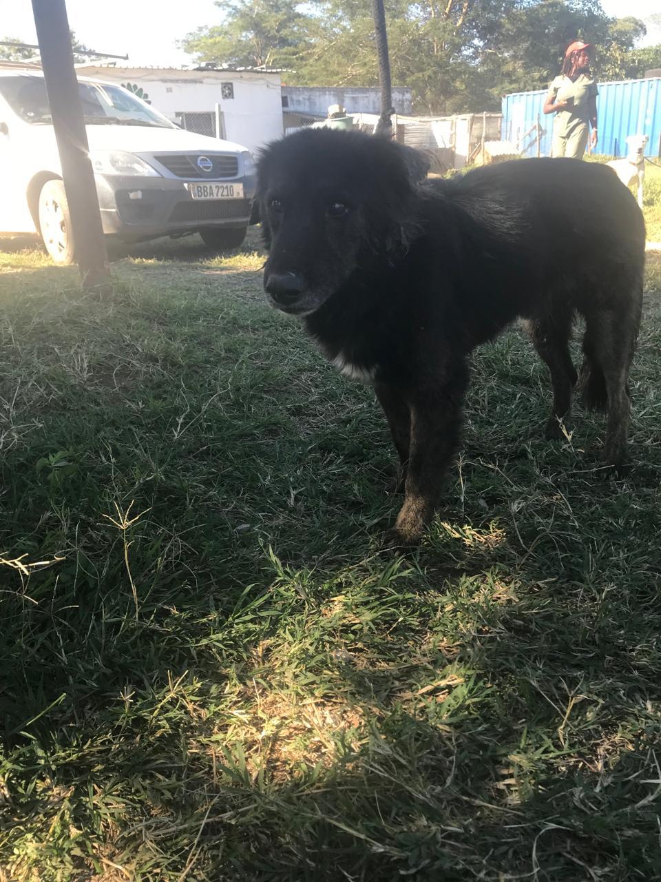 Andrew – The Cactus Animal Shelter