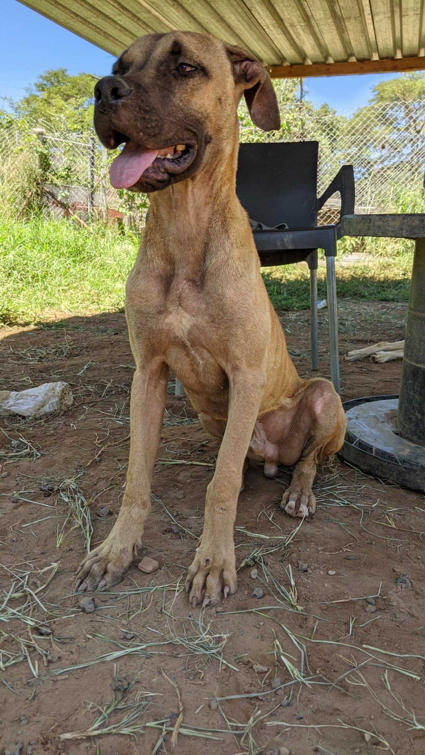 Brutus Brutus – The Cactus Animal Shelter