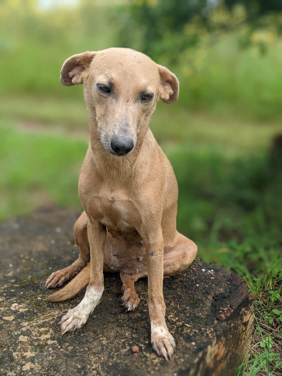 Dobby – The Cactus Animal Shelter