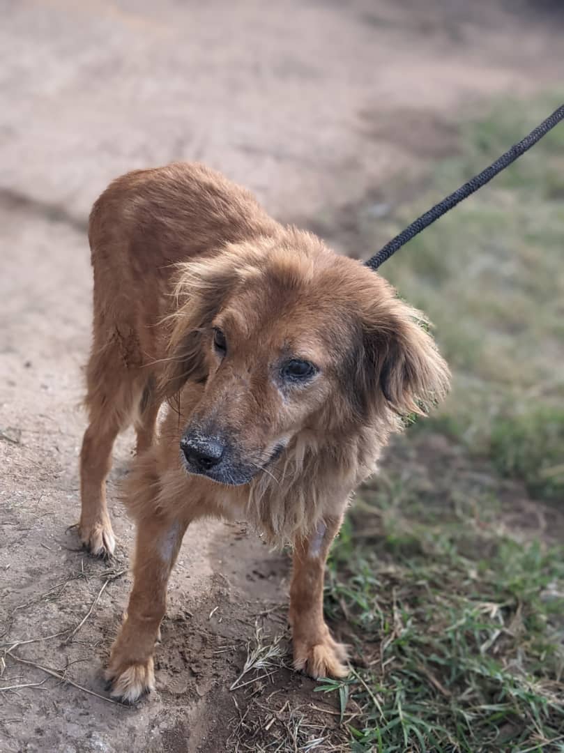 Skuza – The Cactus Animal Shelter